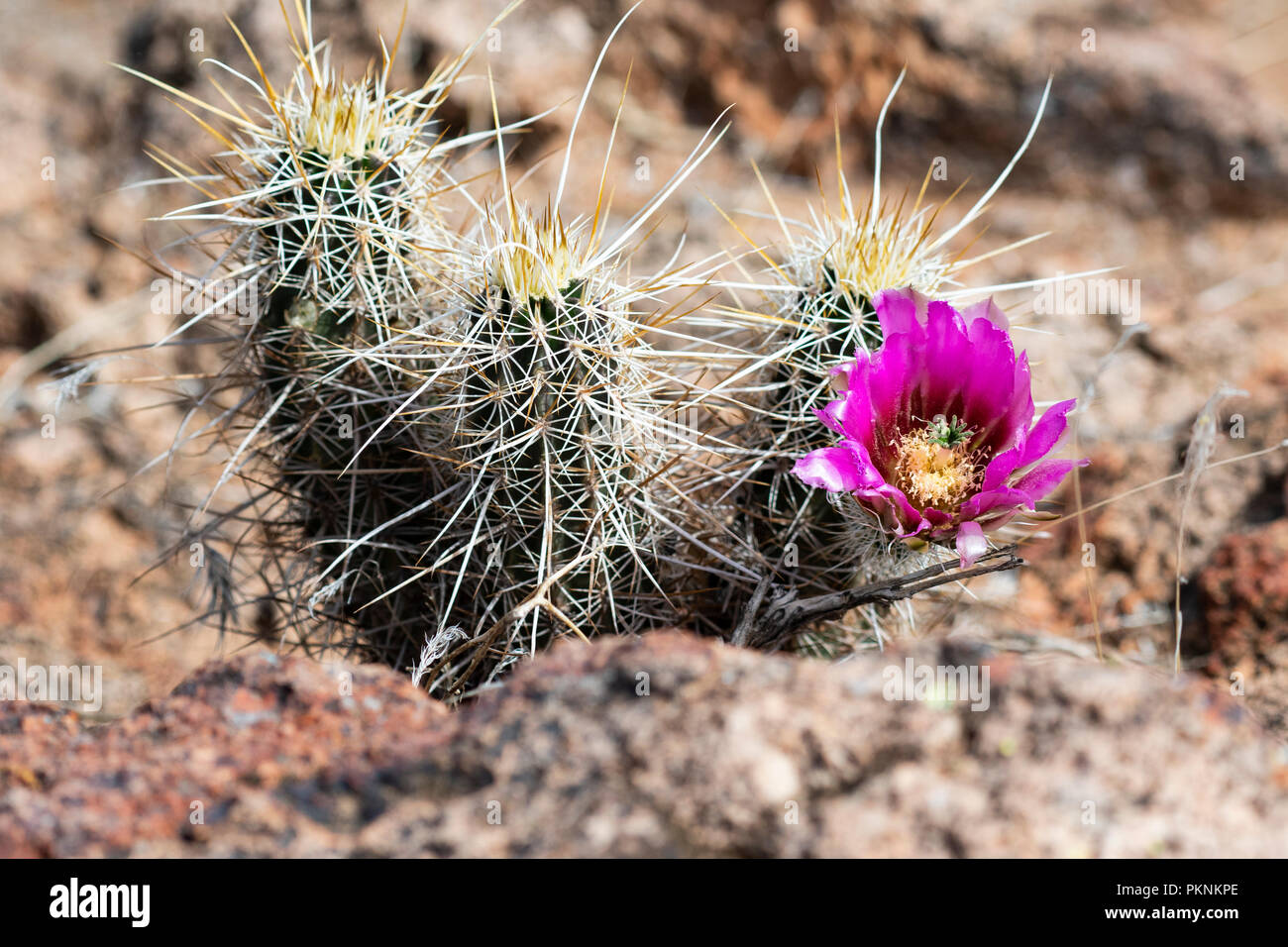 Arizona desert prickly cactus engelmans hedgehog hi-res stock ...