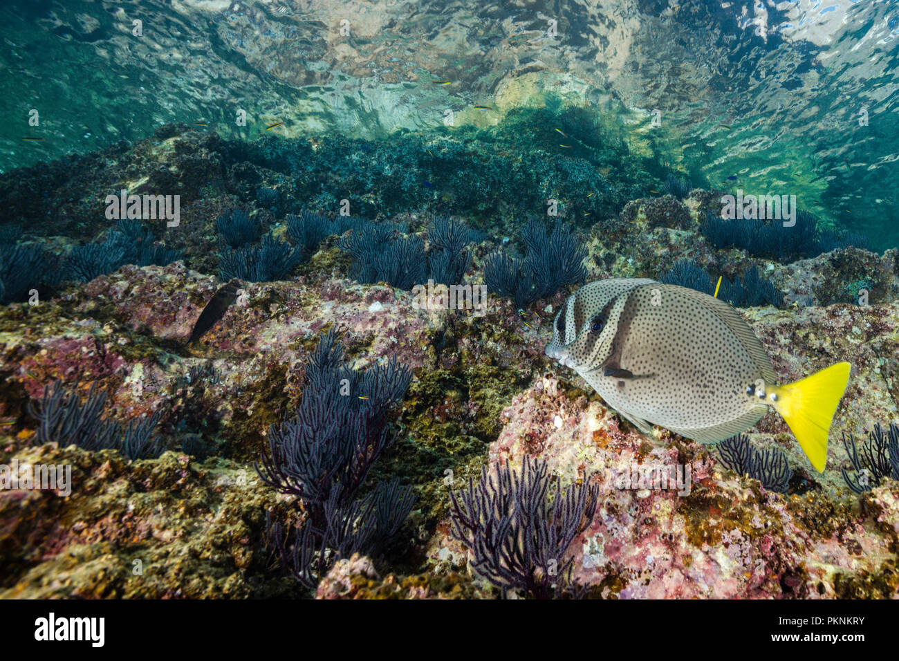 Yellowtail Surgeonfish, Prionurus punctatus, La Paz, Baja California ...