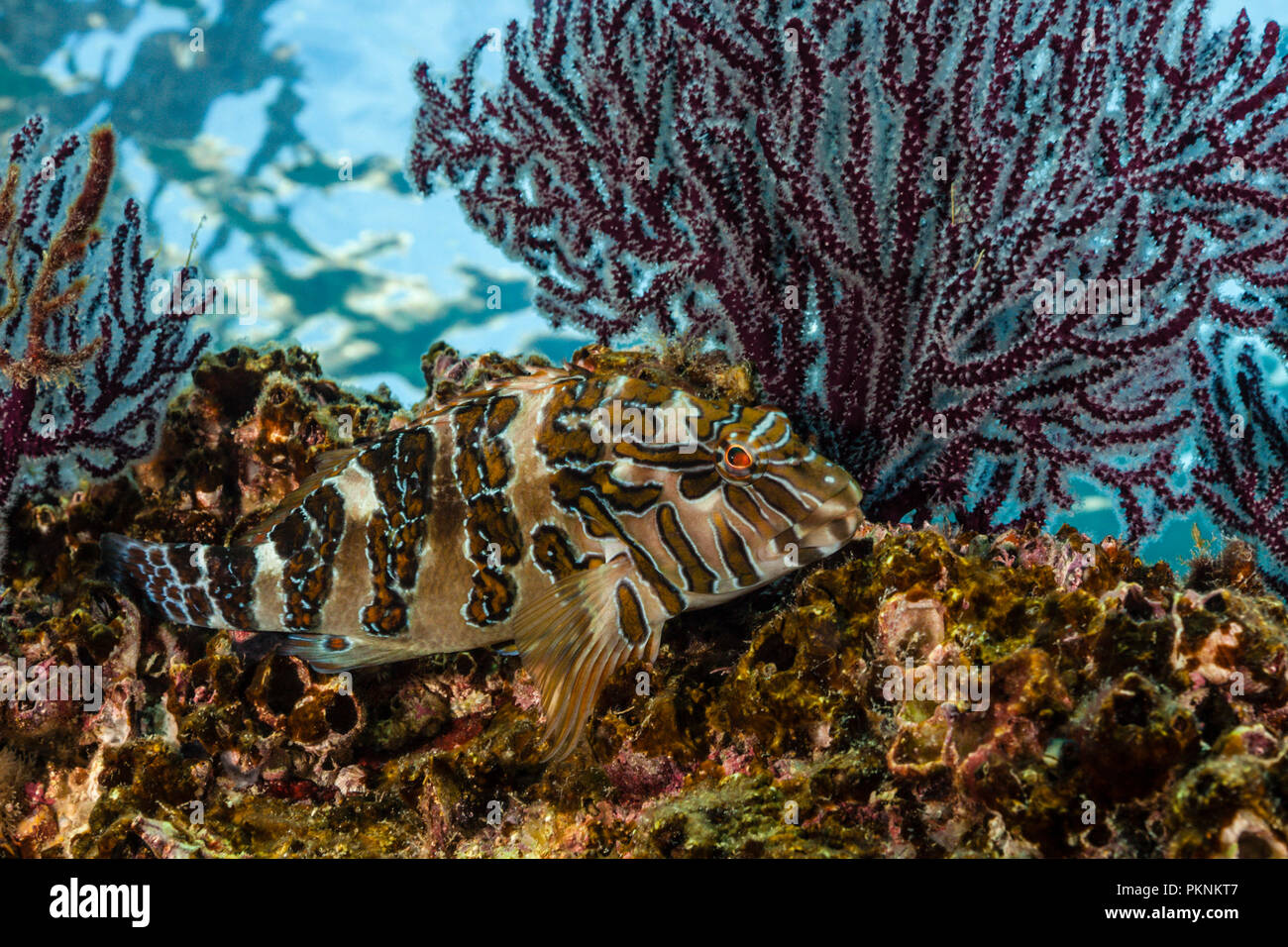 Hieroglyphic Hawkfish, Cirrhitus rivulatus, La Paz, Baja California Sur ...
