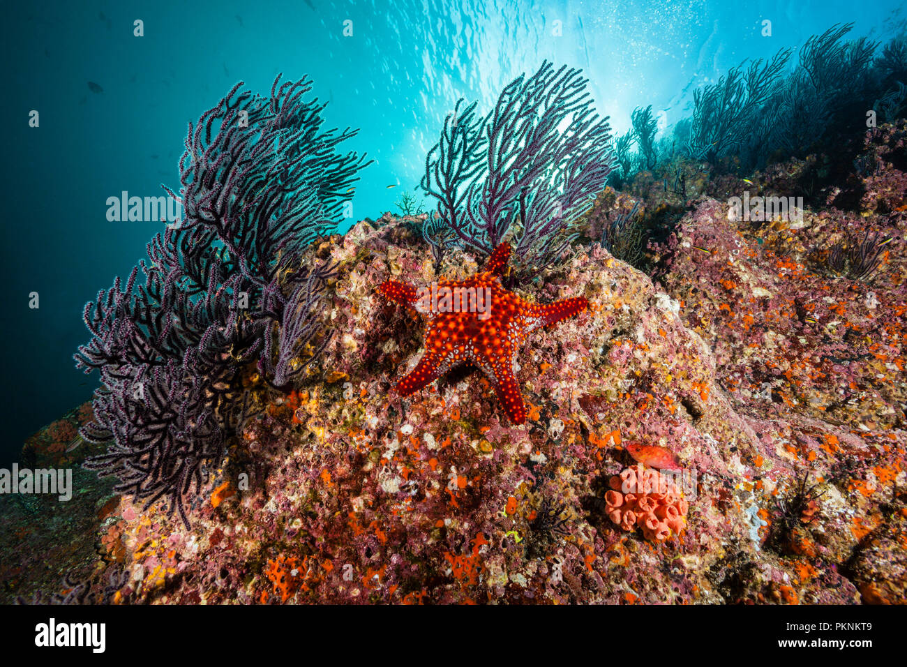 Panamic Cushion Starfish, Pentaderaster cumingii, La Paz, Baja ...