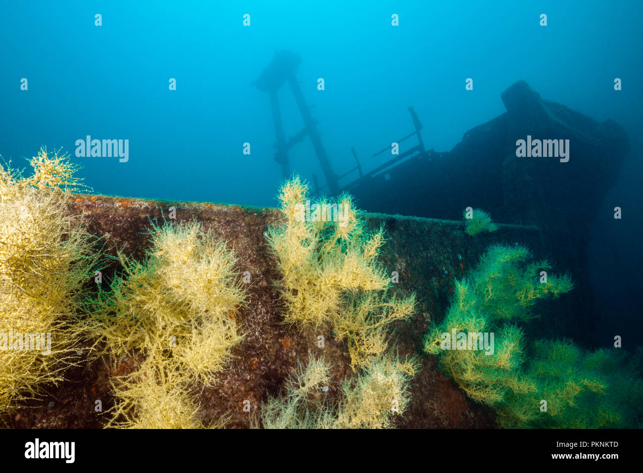 Coral see shipwreck hi-res stock photography and images - Alamy