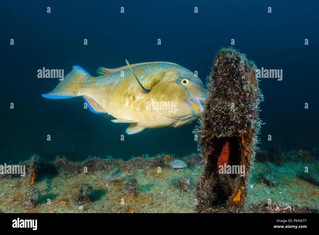 Blue-barred Parrotfish at Fang Ming Wreck, Scarus ghobban, La Paz, Baja ...