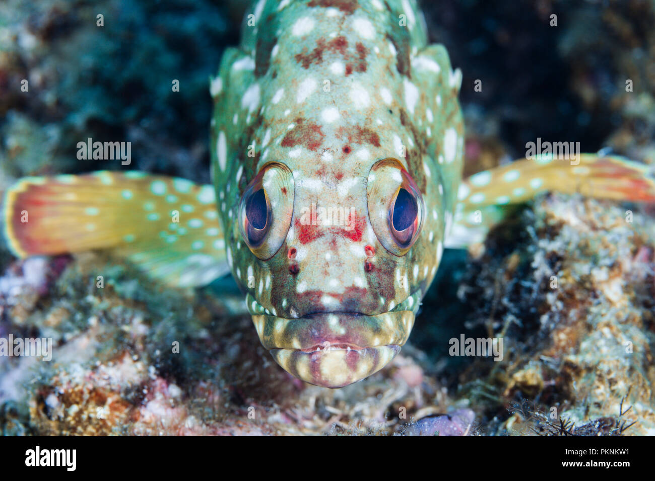 Starry Grouper, Epinephelus labriformis, La Paz, Baja California Sur ...