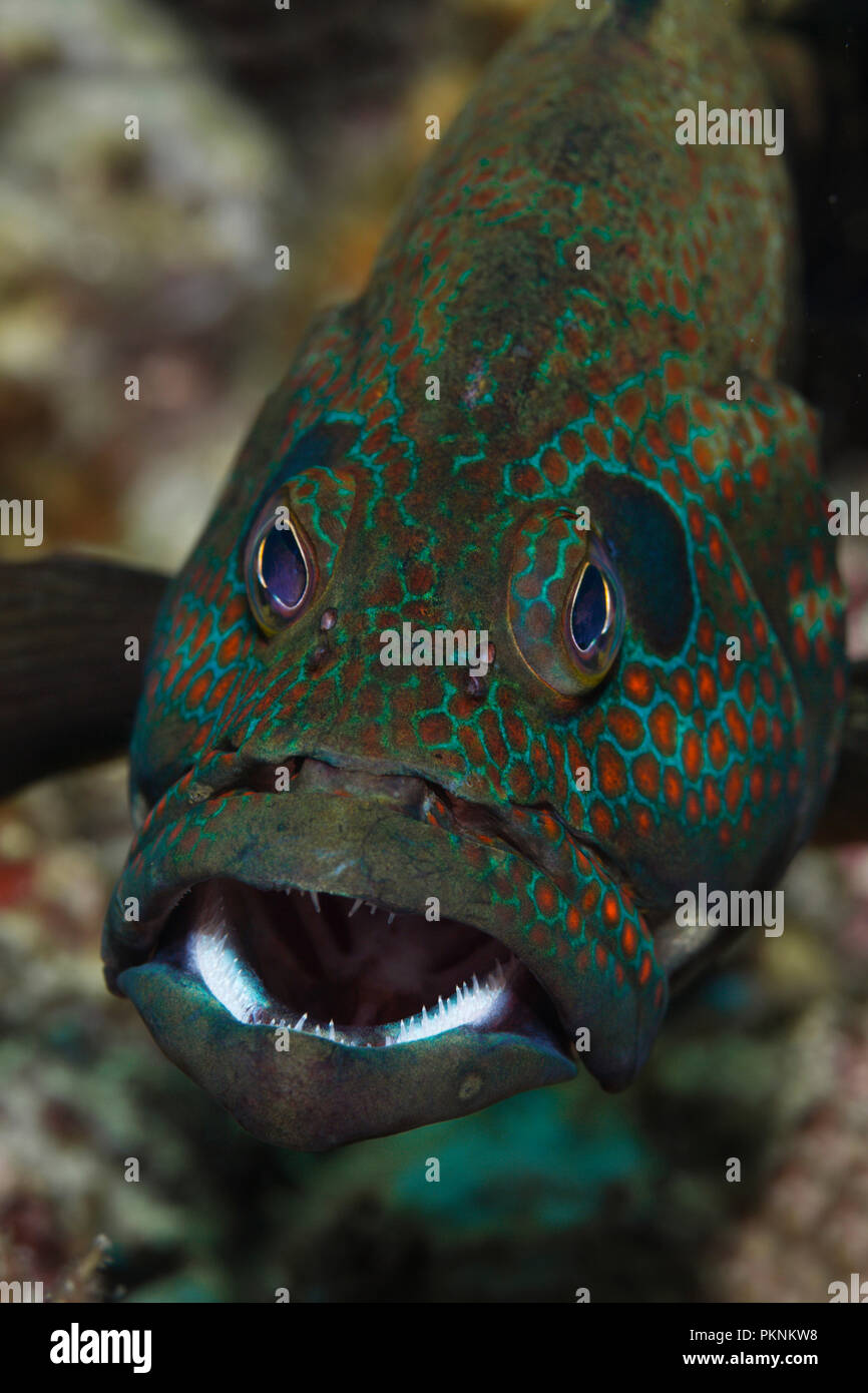 Panamensis hi-res stock photography and images - Alamy