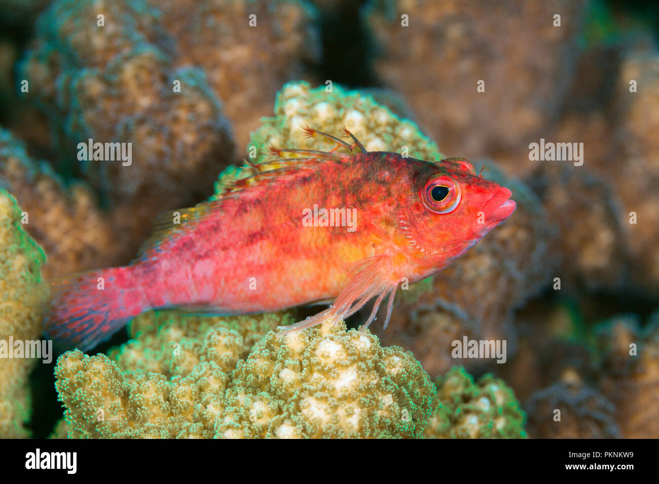 Coral Hawkfish, Cirrhitichthys oxycephalus, La Paz, Baja California Sur ...