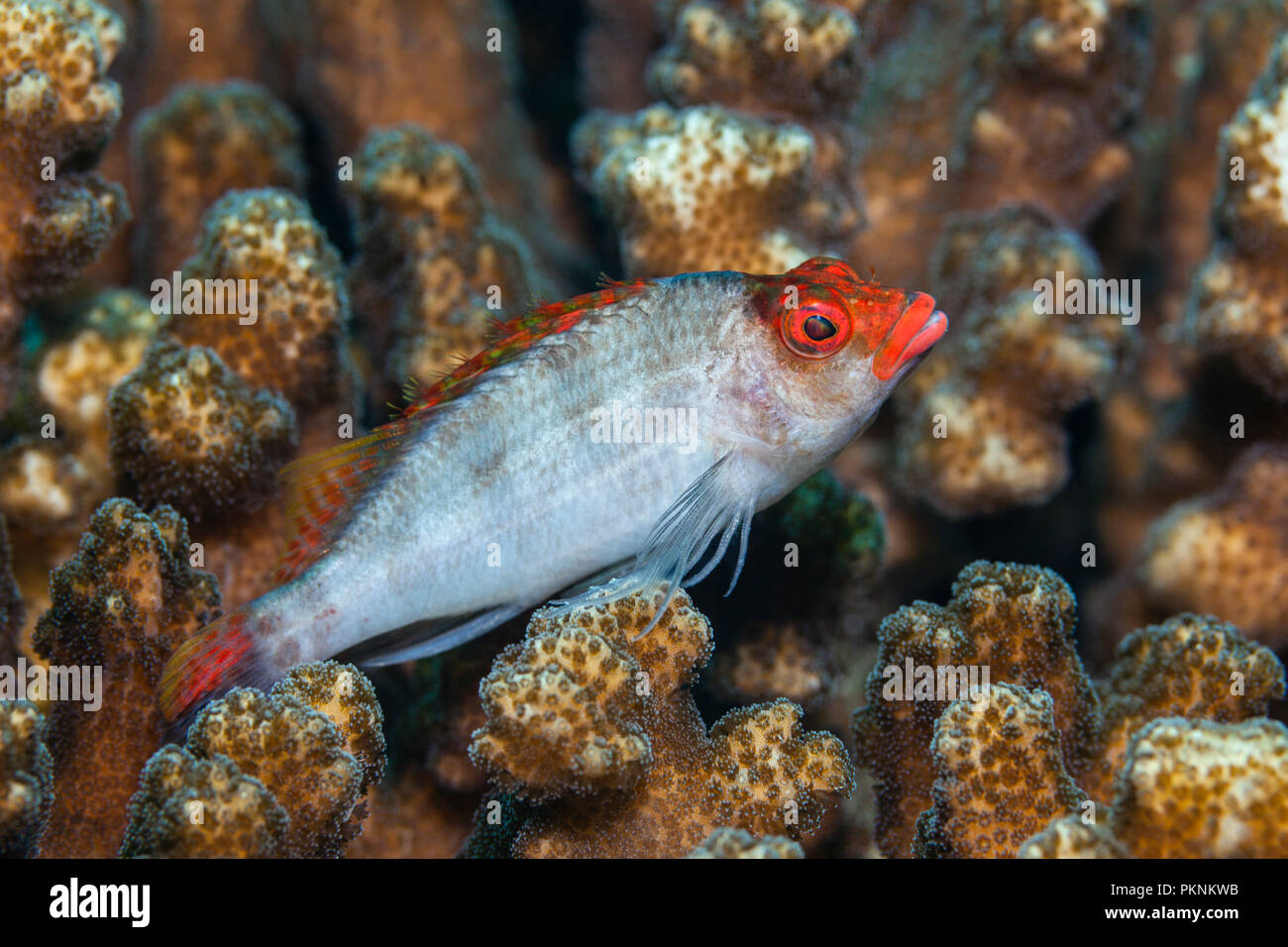 Coral Hawkfish, Cirrhitichthys oxycephalus, La Paz, Baja California Sur ...
