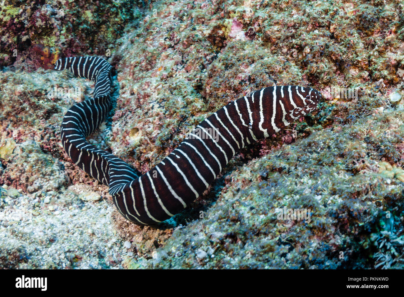 Zebra Moray, Gymnomuraena zebra, La Paz, Baja California Sur, Mexico ...