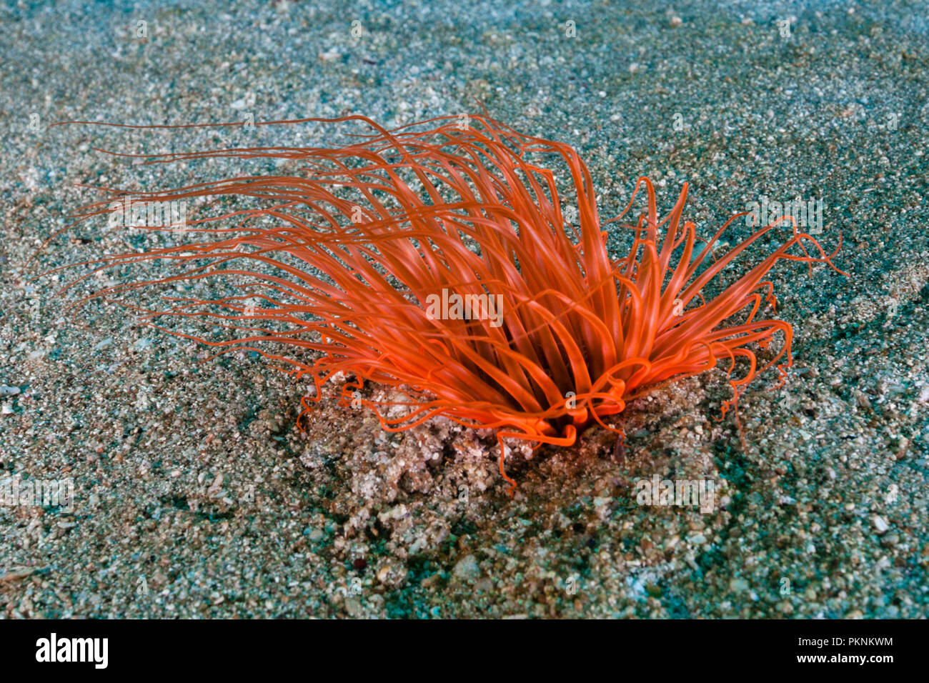 Tube Anemone, Cerianthus filiformis, La Paz, Baja California Sur ...
