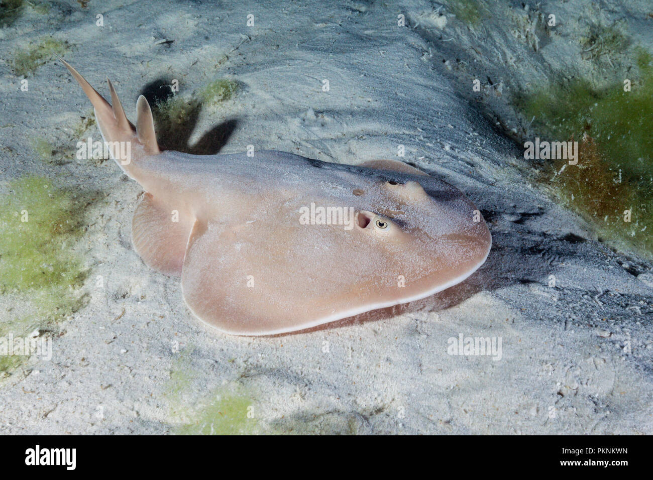 Bullseye Round Stingray, Urobatis concentricus, La Paz, Baja California ...