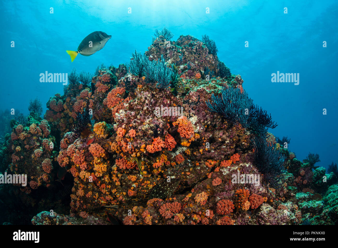 Coral reef fish sea hi-res stock photography and images - Alamy
