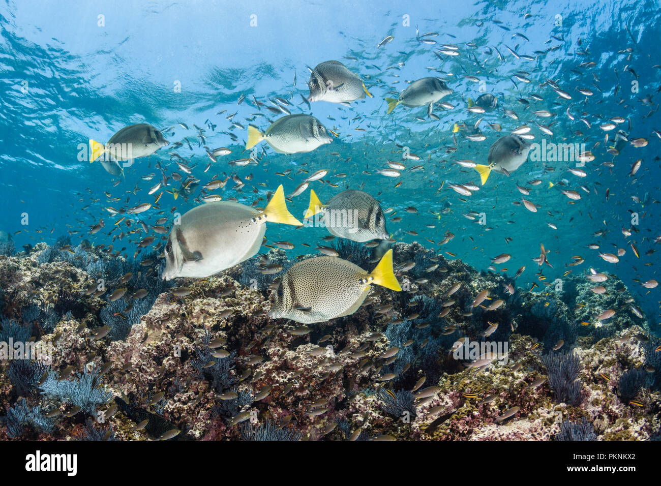 Shoal of Yellowtail Surgeonfish, Prionurus punctatus, La Paz, Baja ...
