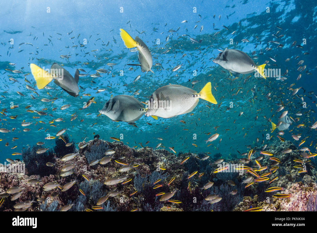 Scissortail hi-res stock photography and images - Alamy