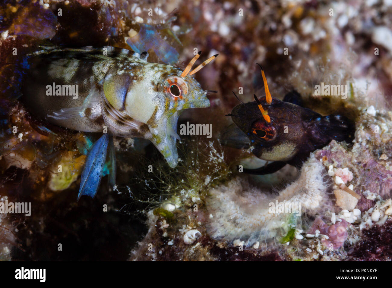 Signal blenny hi-res stock photography and images - Alamy