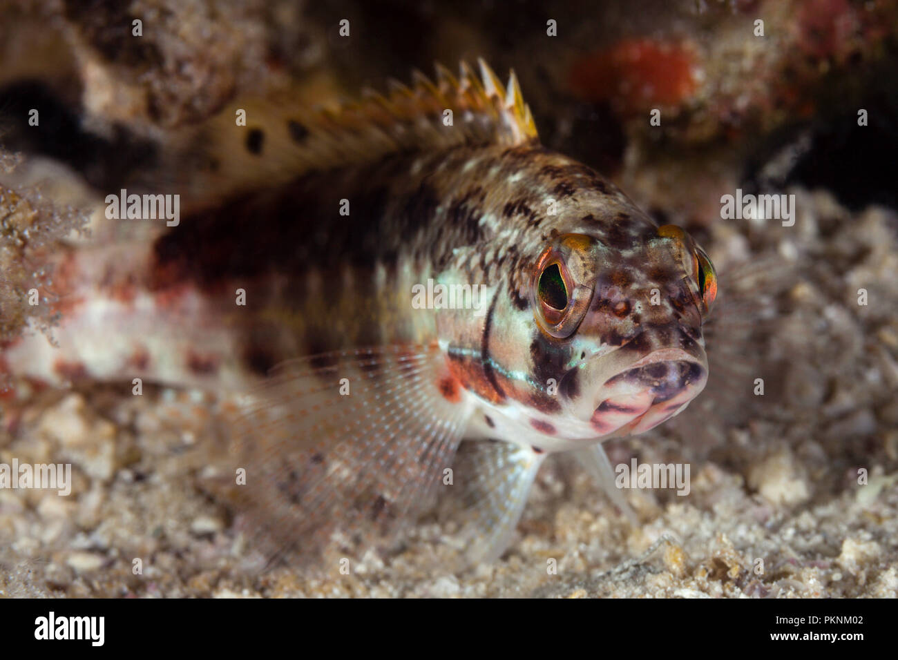 Grouper fish mexico hi-res stock photography and images - Alamy