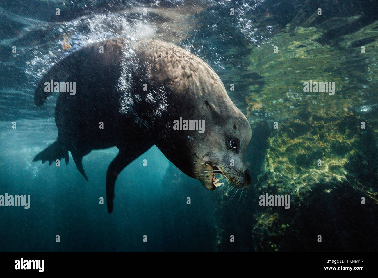 Bull sea lion hi-res stock photography and images - Alamy