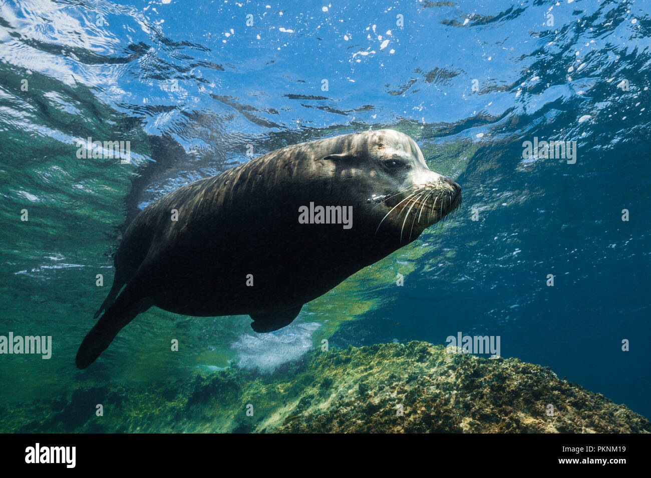 California Sea Lion Bull, Zalophus californianus, La Paz, Baja ...