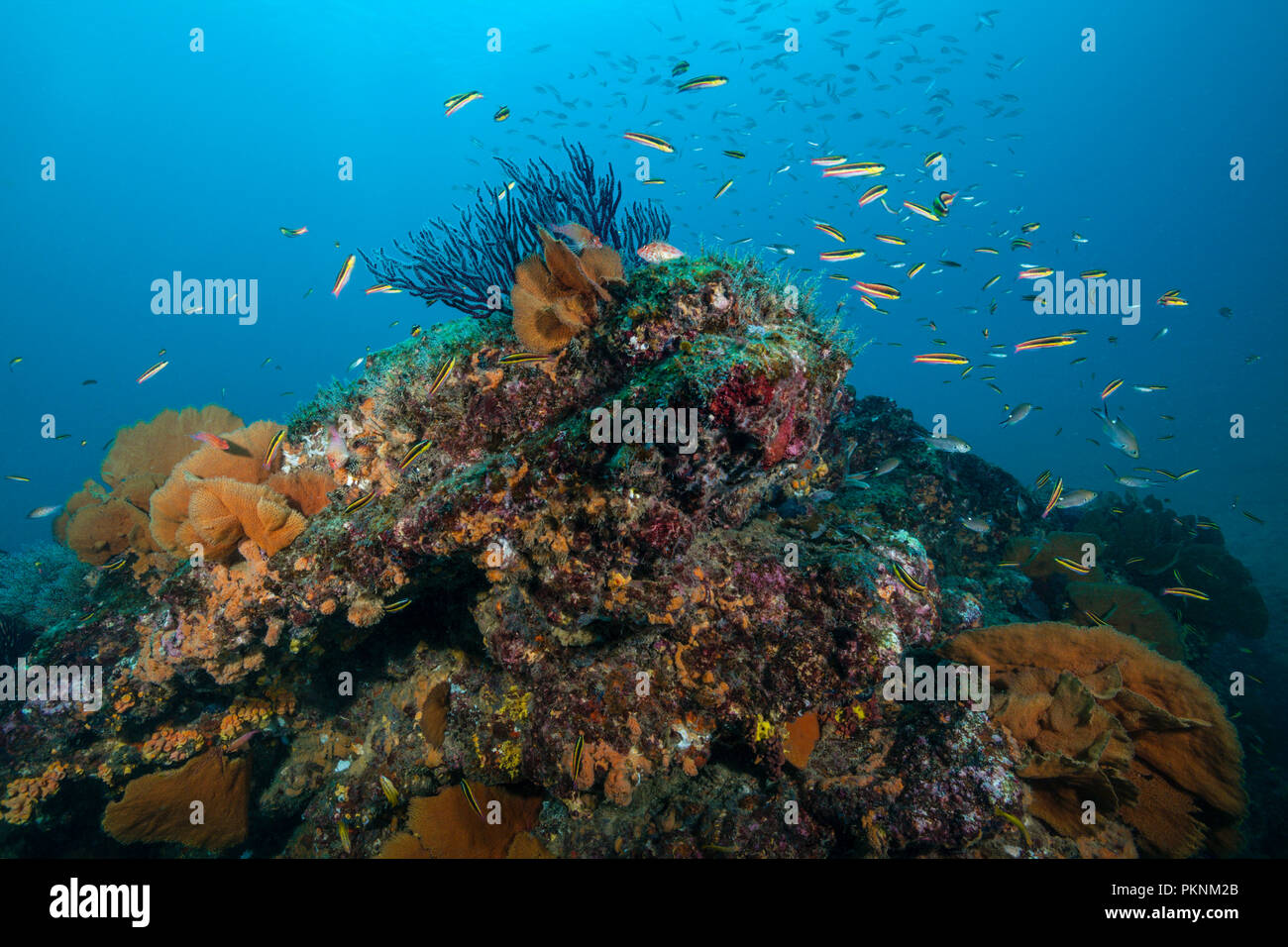 Colored Coral Reef, Cabo Pulmo, Baja California Sur, Mexico Stock Photo ...