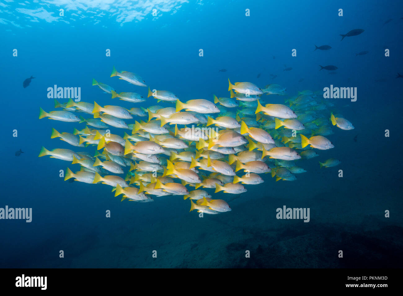 Shoal of Amarillo Snapper, Lutjanus argentiventris, Cabo Pulmo, Baja ...
