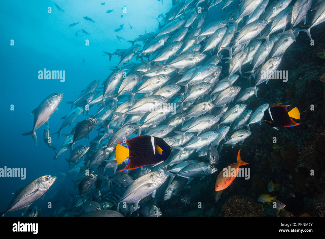Jack fish cabo pulmo hi-res stock photography and images - Alamy