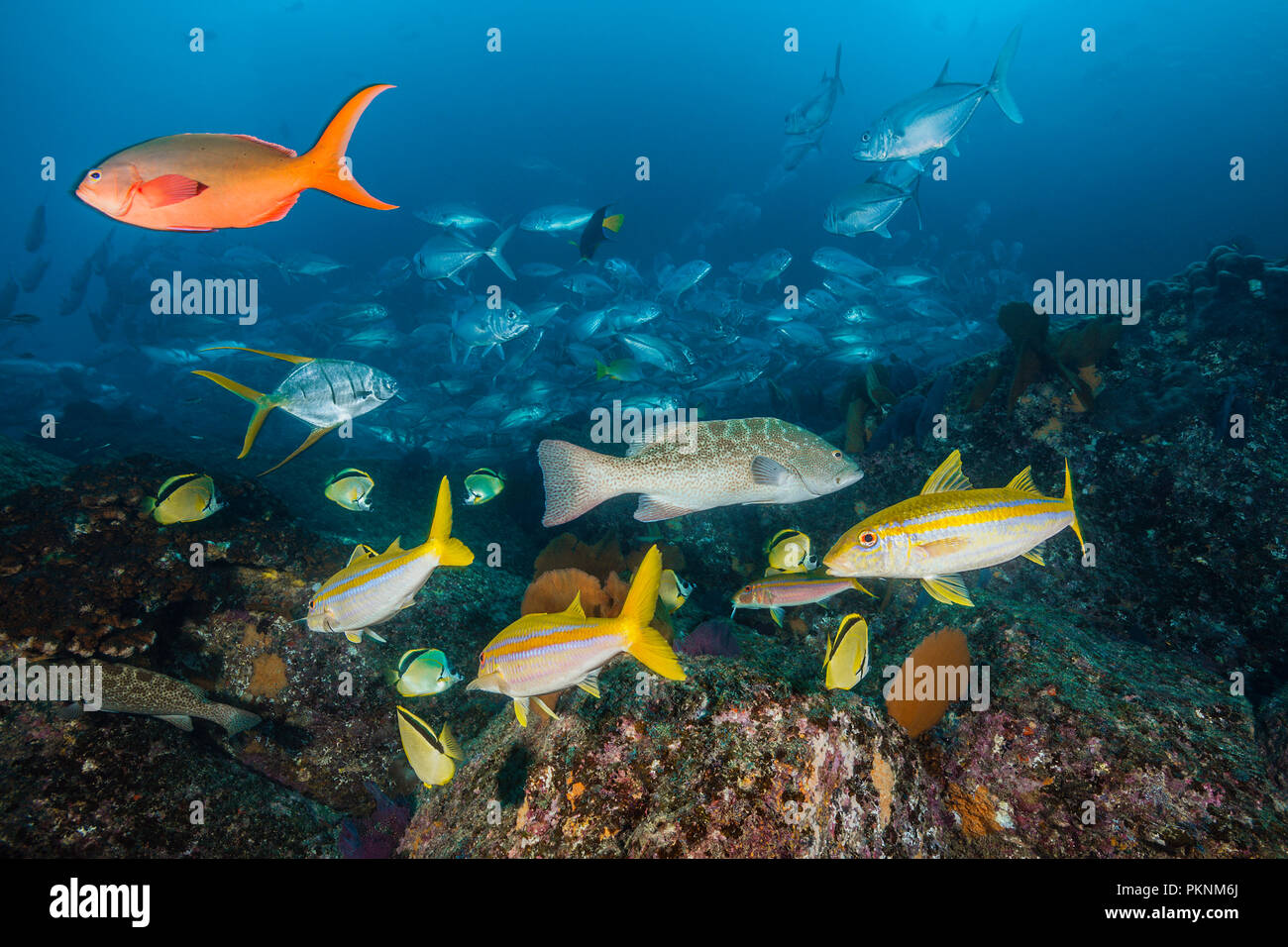 Mexican Goatfishes, Mulloidichthys dentatus, Cabo Pulmo, Baja ...