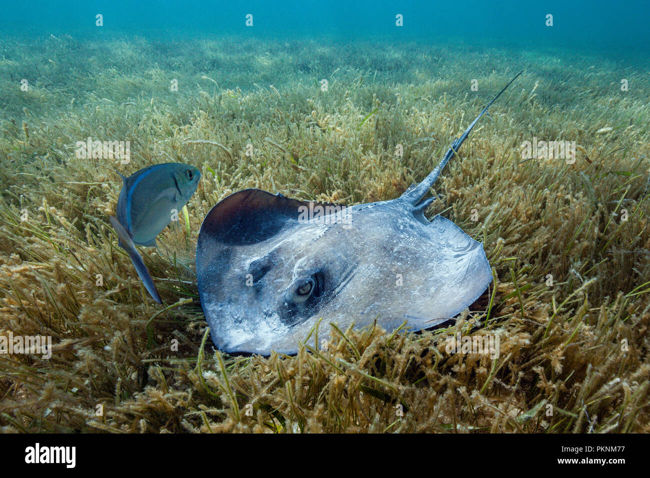 Southern Stingray on Seagrass, Dasyatis americana, Akumal, Tulum ...