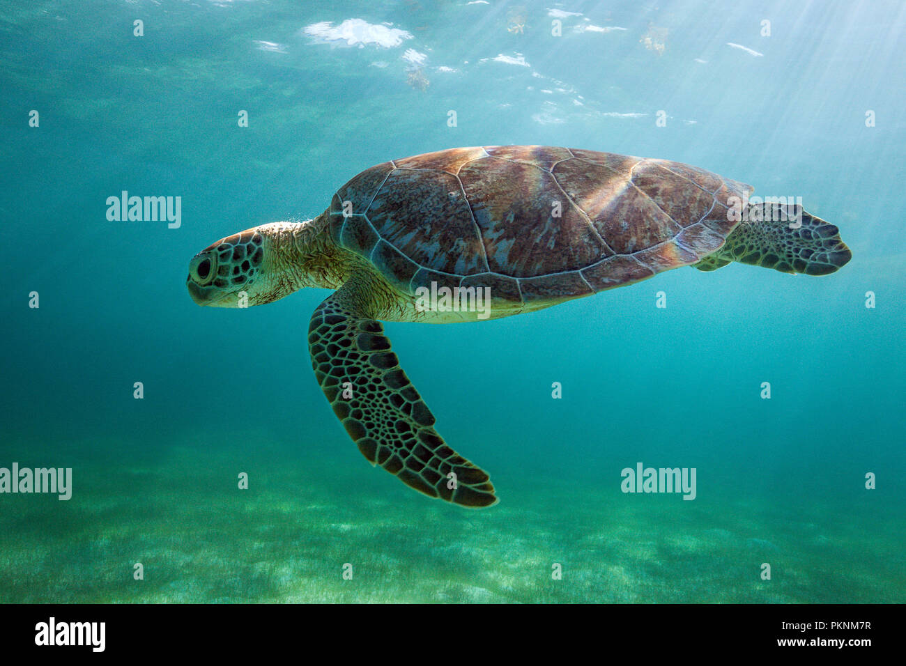 Sea Turtles Akumal Mexico
