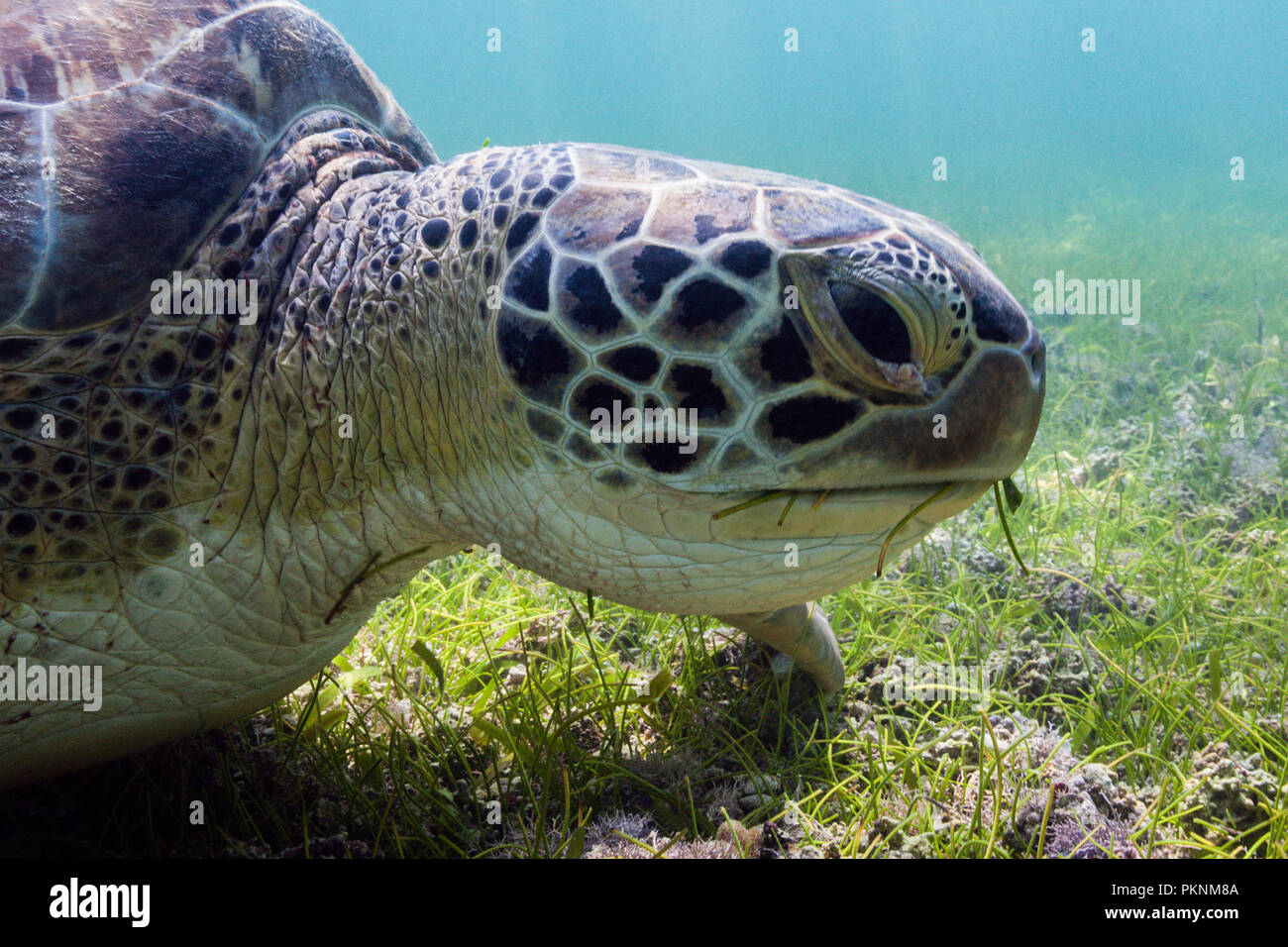 Side view of a sea turtle hi-res stock photography and images - Alamy