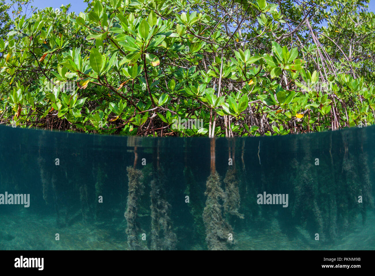 Aerial Prop Roots of Red Mangroves, Rhizophora, Cancun, Yucatan, Mexico ...
