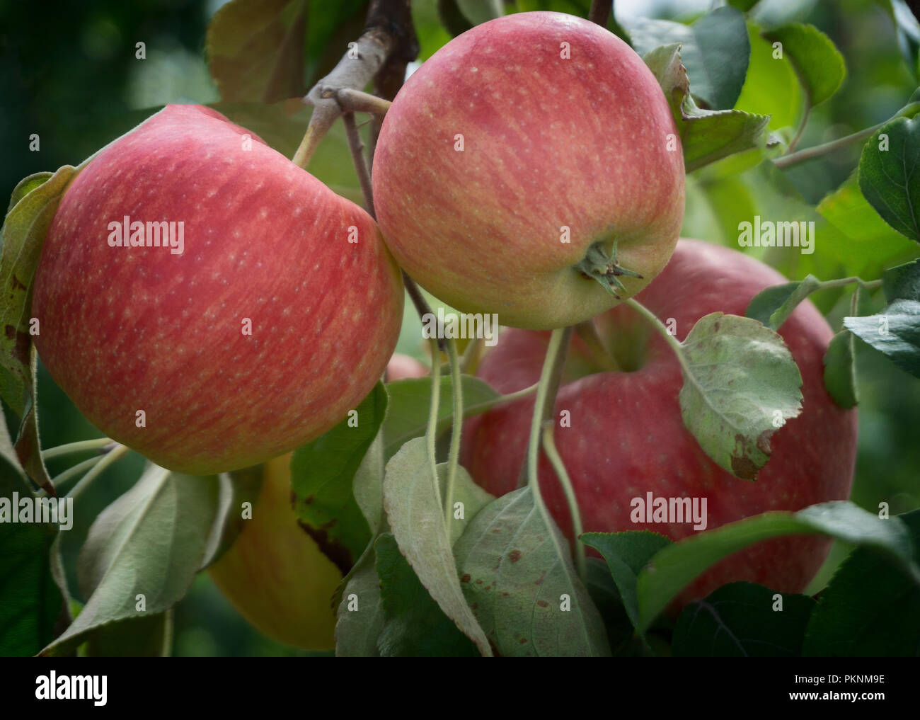 Apples Kelowna BC Canada Stock Photo - Alamy