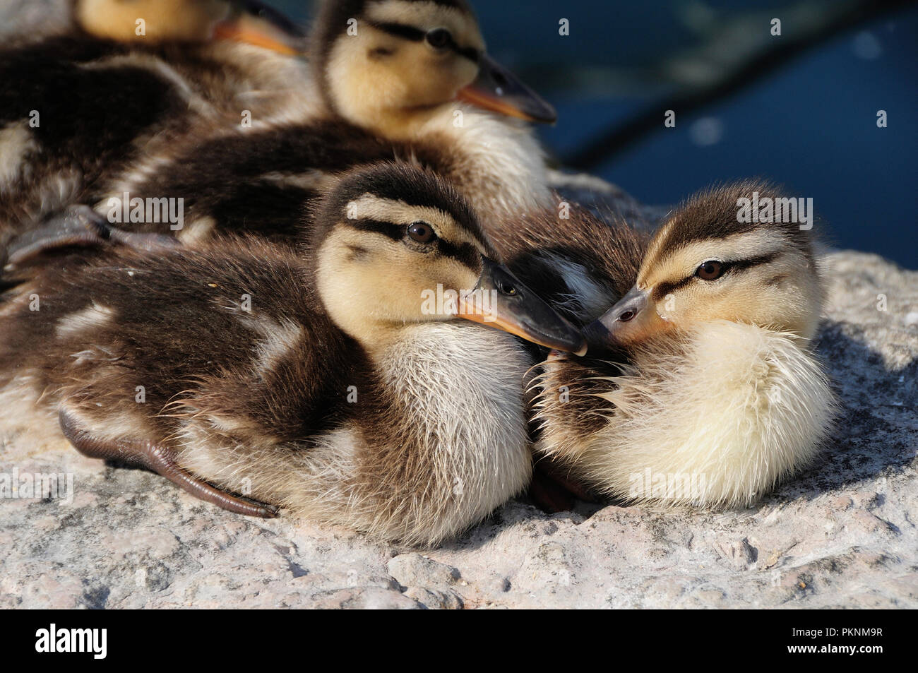 Italy, Veneto, Lake Garda, ducklings Stock Photo - Alamy