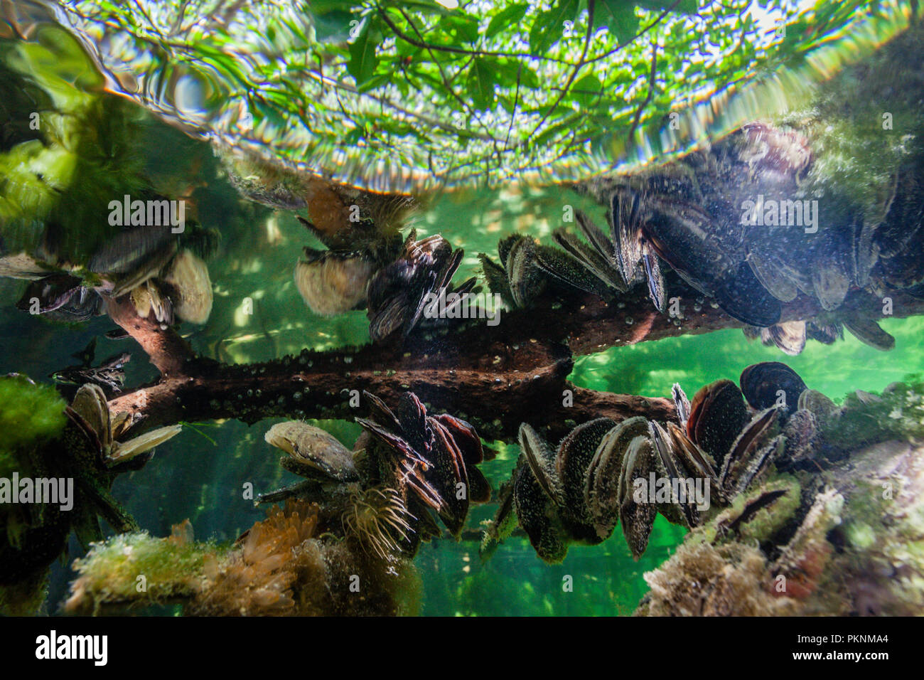 Mussels growing on Mangrove Roots, Bivalvia, Cancun, Yucatan, Mexico ...