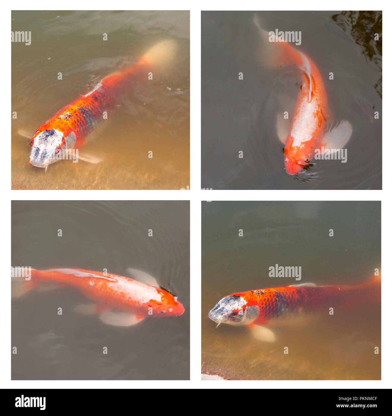 Collage of koi swimming in a water, colorful japanese carp fish ...