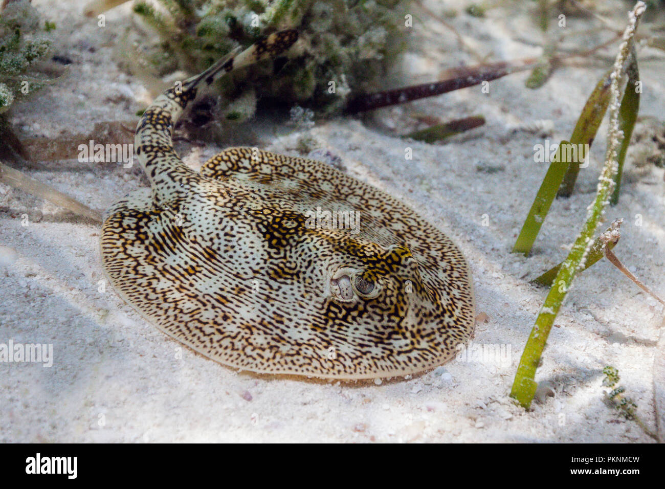 Yellow Stingray, Urobatis jamaicensis, Cancun, Yucatan, Mexico Stock ...