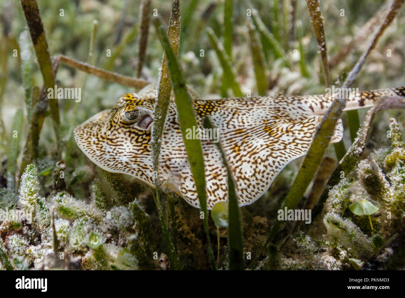 Yellow Stingray, Urobatis jamaicensis, Cancun, Yucatan, Mexico Stock ...