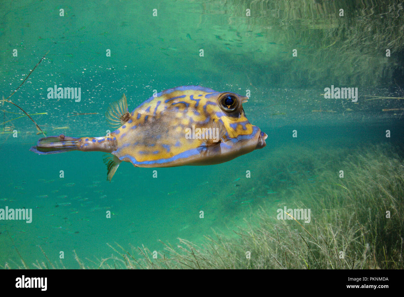 Yucatan wildlife hi-res stock photography and images - Alamy