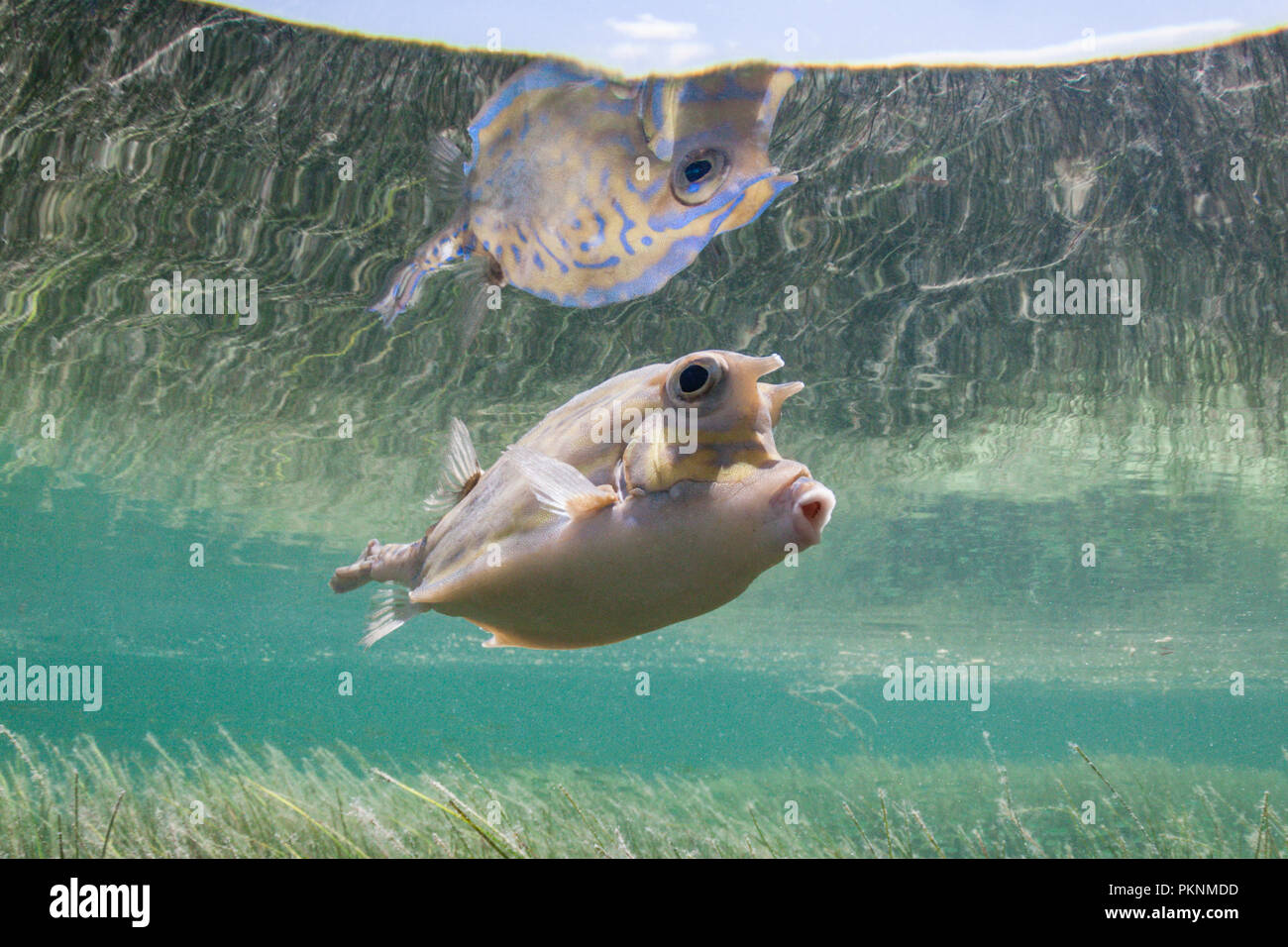 Juvenile Scrawled Cowfish, Lactophrys quadricornis, Cancun, Yucatan ...