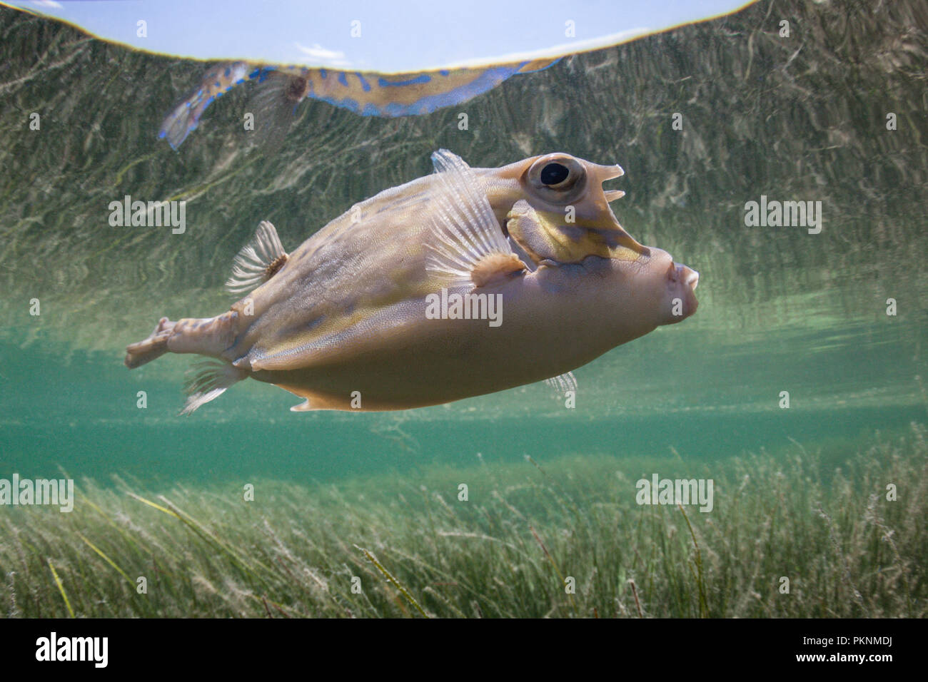 Juvenile Scrawled Cowfish, Lactophrys quadricornis, Cancun, Yucatan ...