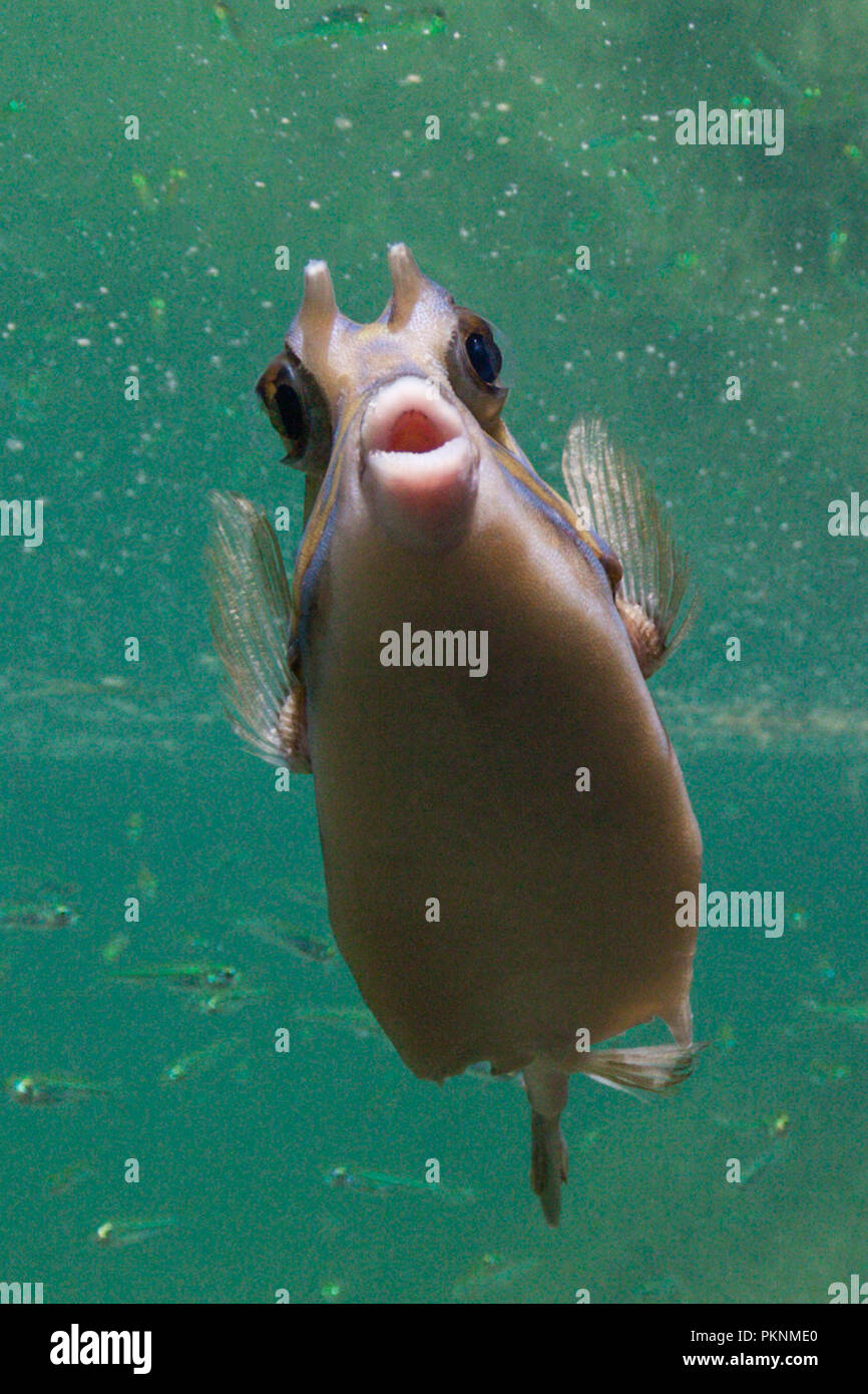 Juvenile Scrawled Cowfish, Lactophrys quadricornis, Cancun, Yucatan ...