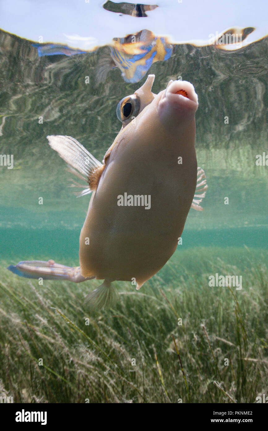 Juvenile Scrawled Cowfish, Lactophrys quadricornis, Cancun, Yucatan ...