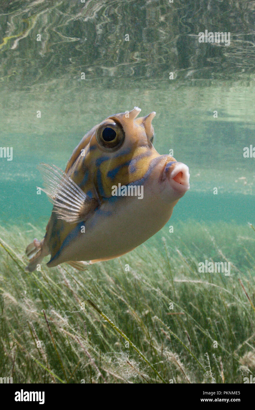 Funny roo hi-res stock photography and images - Alamy