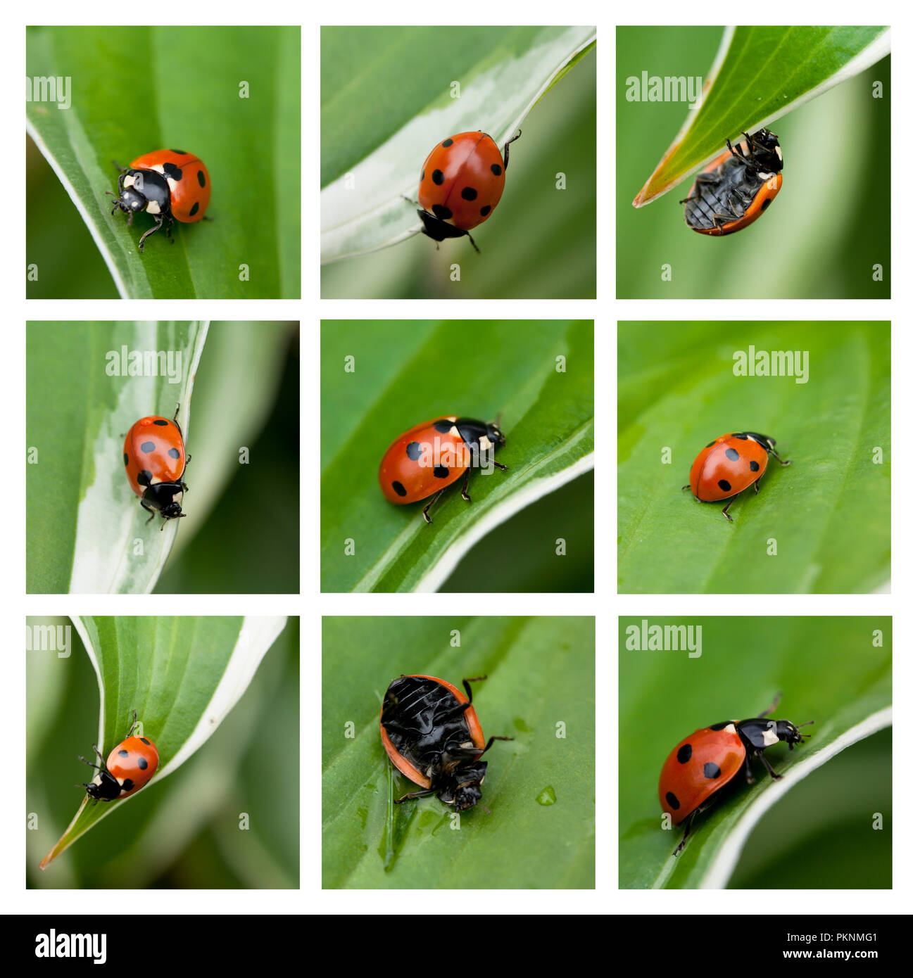 Collage of macro photo of ladybug on the green leaf Stock Photo - Alamy