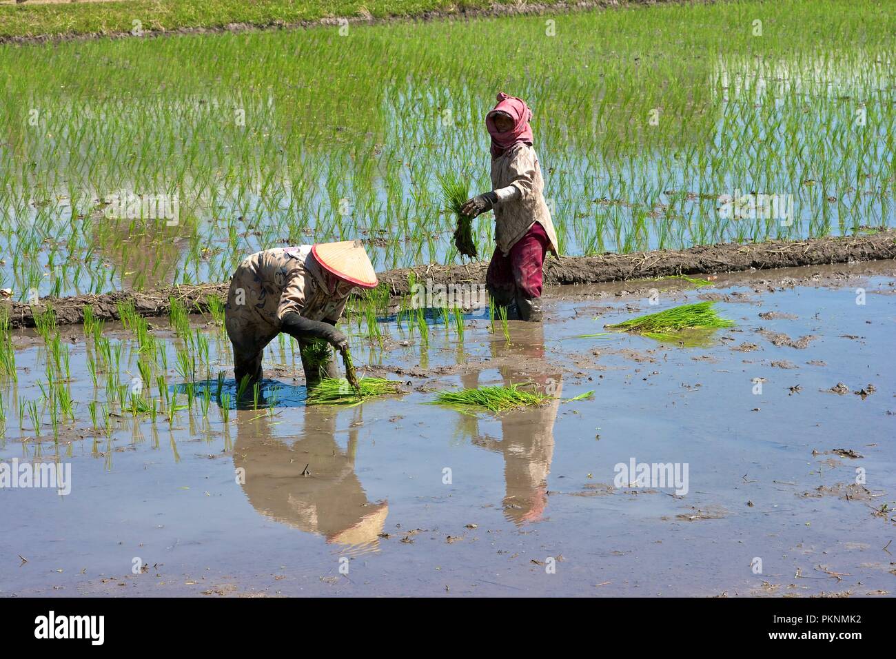 Rice fields, Java, Indonesia Stock Photo - Alamy