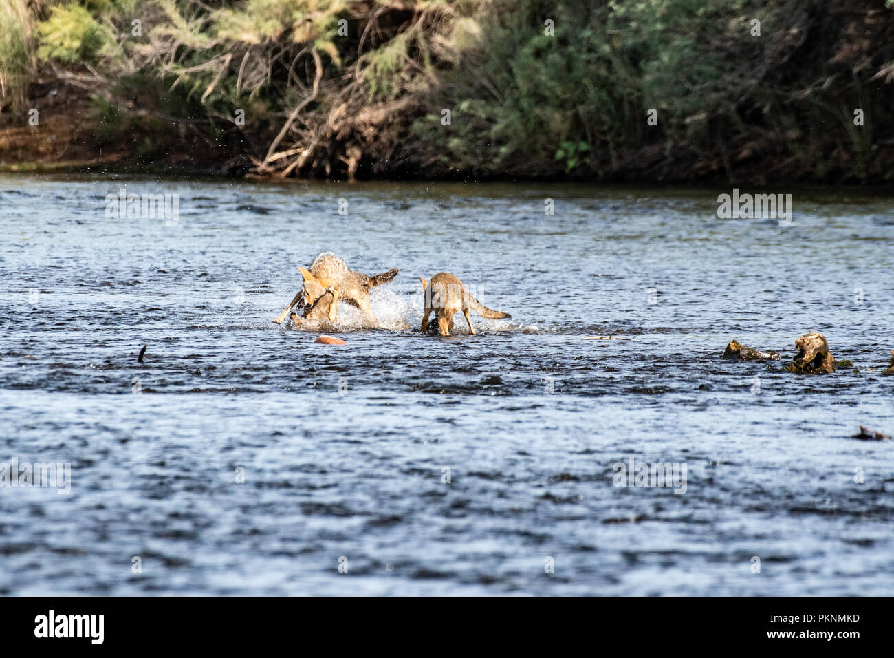 Three Arizona Coyotes Fighting Over Fish Stock Photo - Alamy