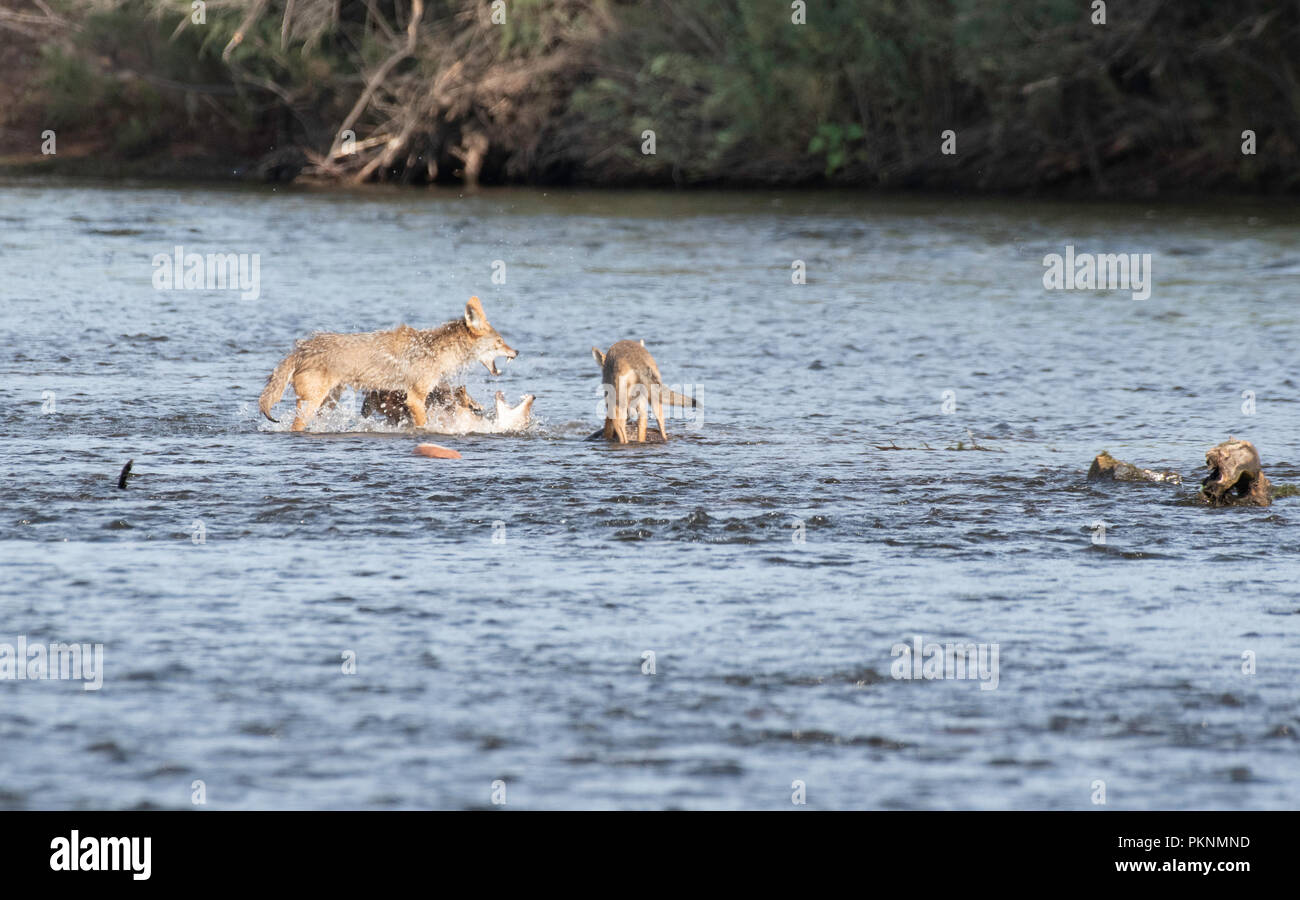 Three Arizona Coyotes Fighting Over Fish Stock Photo - Alamy