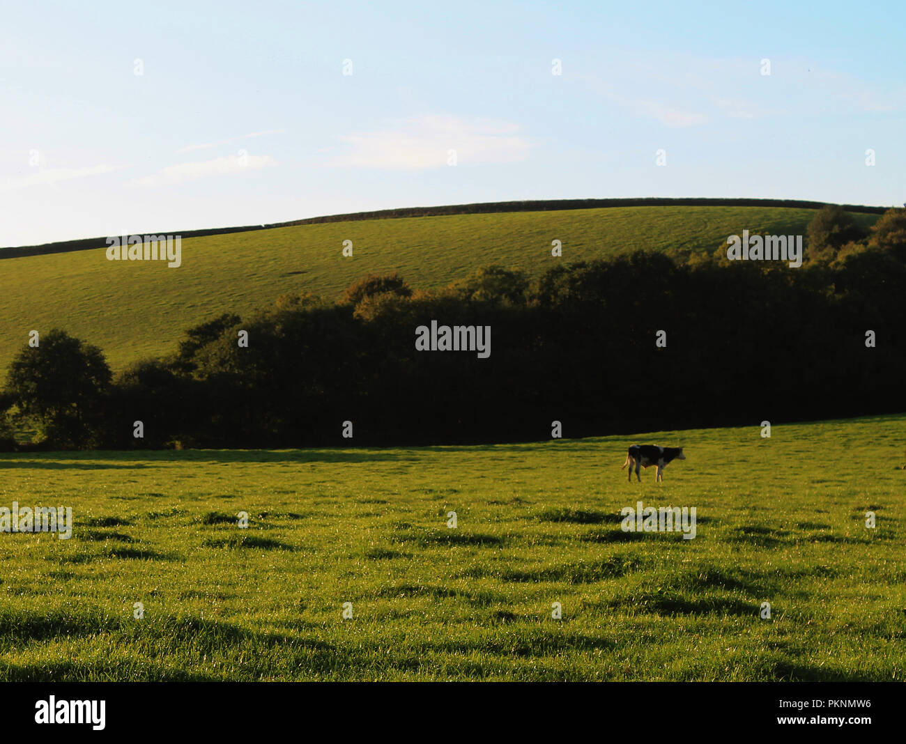Singular cow in field Stock Photo - Alamy