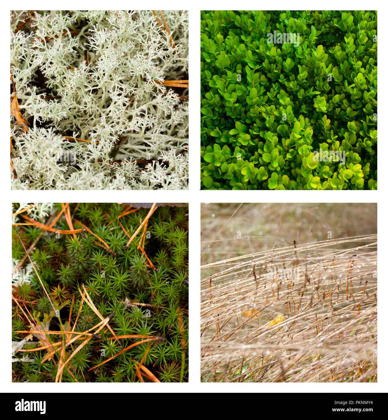 Landscape beautiful autumn park yellow Cut Out Stock Images & Pictures ...