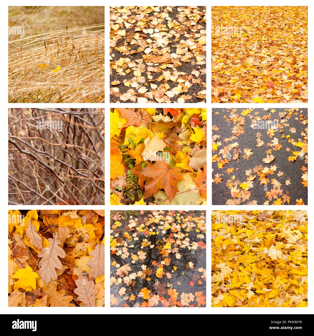 Autumn collage showing different autumn pictures and textures Stock ...