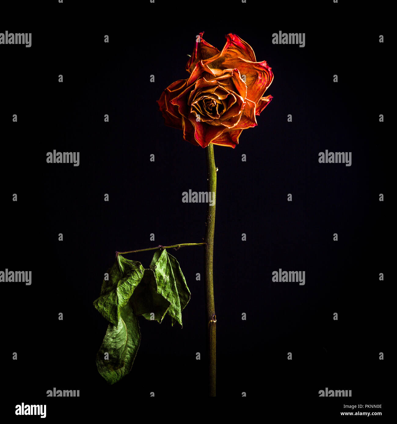 Dried red rose against a black background Stock Photo - Alamy