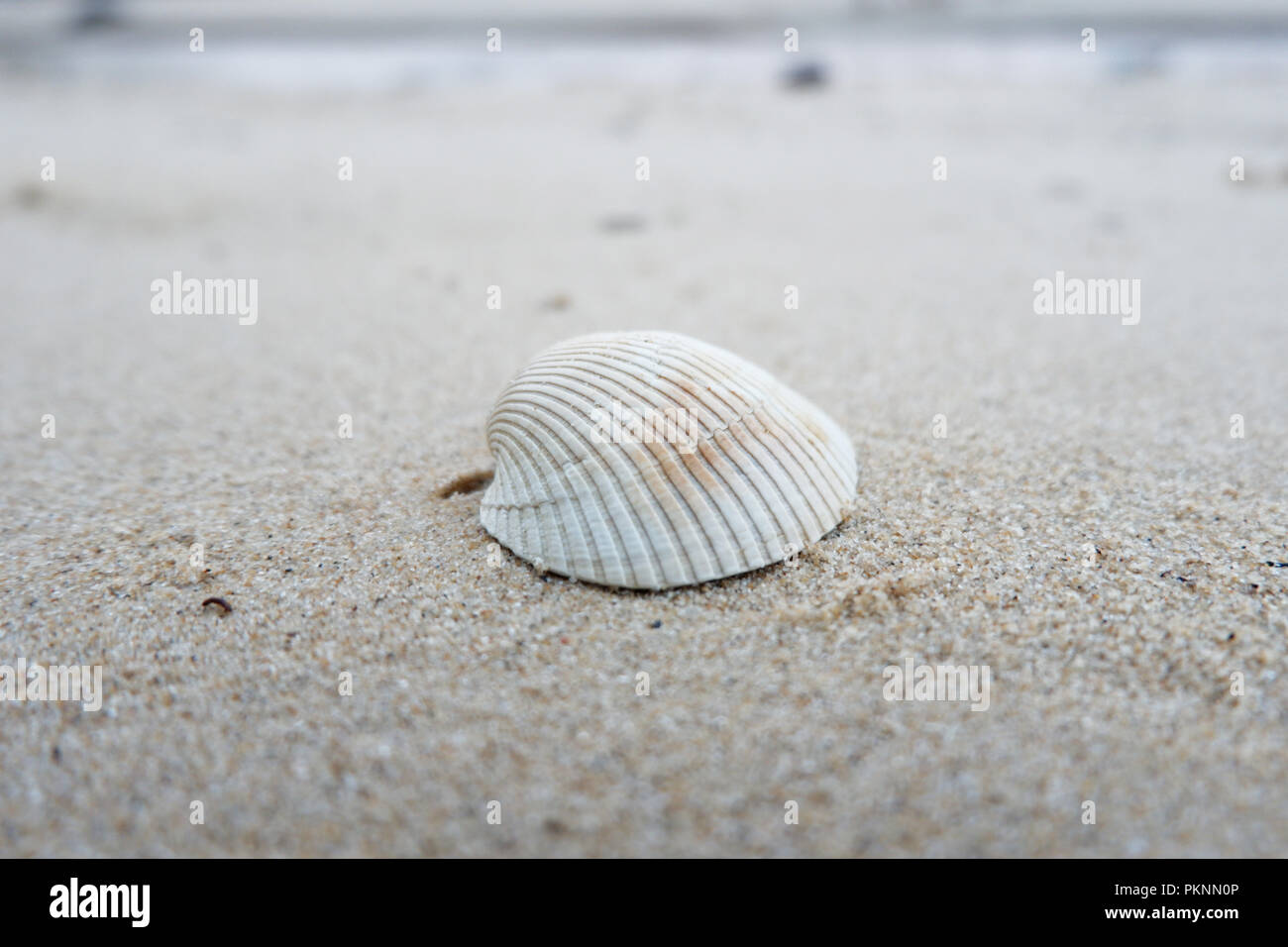 Clam shell graphic hi-res stock photography and images - Alamy