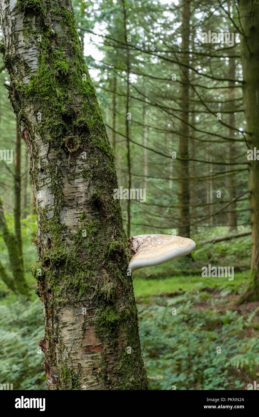Dead birch tree hi-res stock photography and images - Alamy